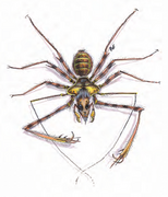 Phase Spider - 2d4chan.org