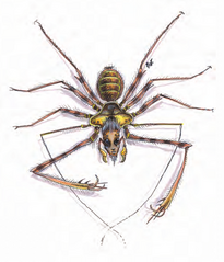 Phase Spider - 2d4chan.org